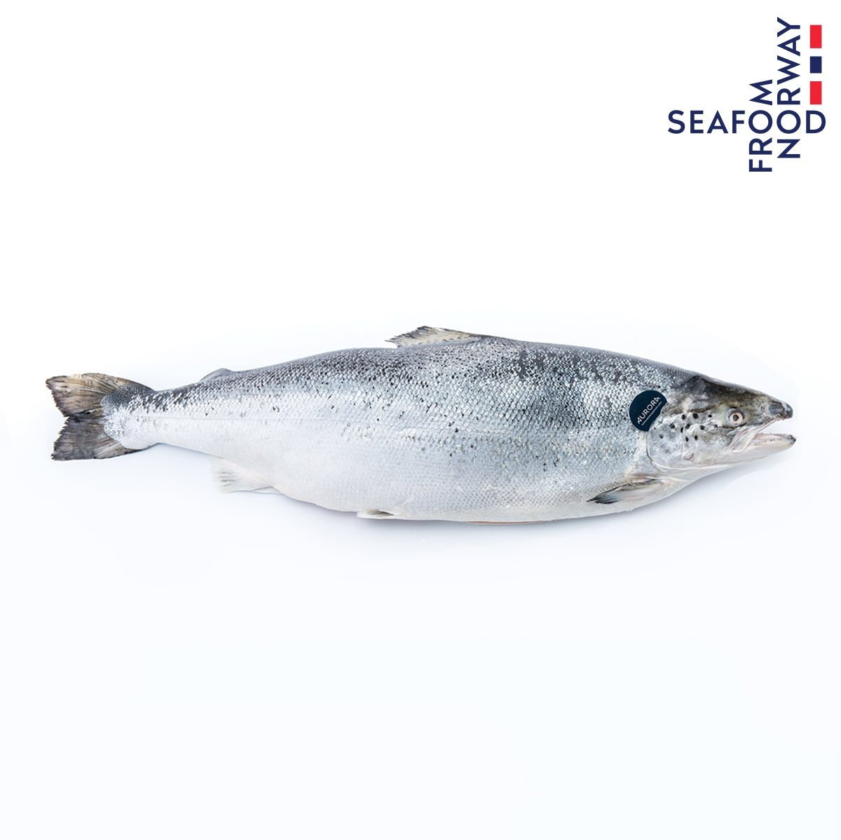 Fish & Seafood – Thammachart Seafood B2B